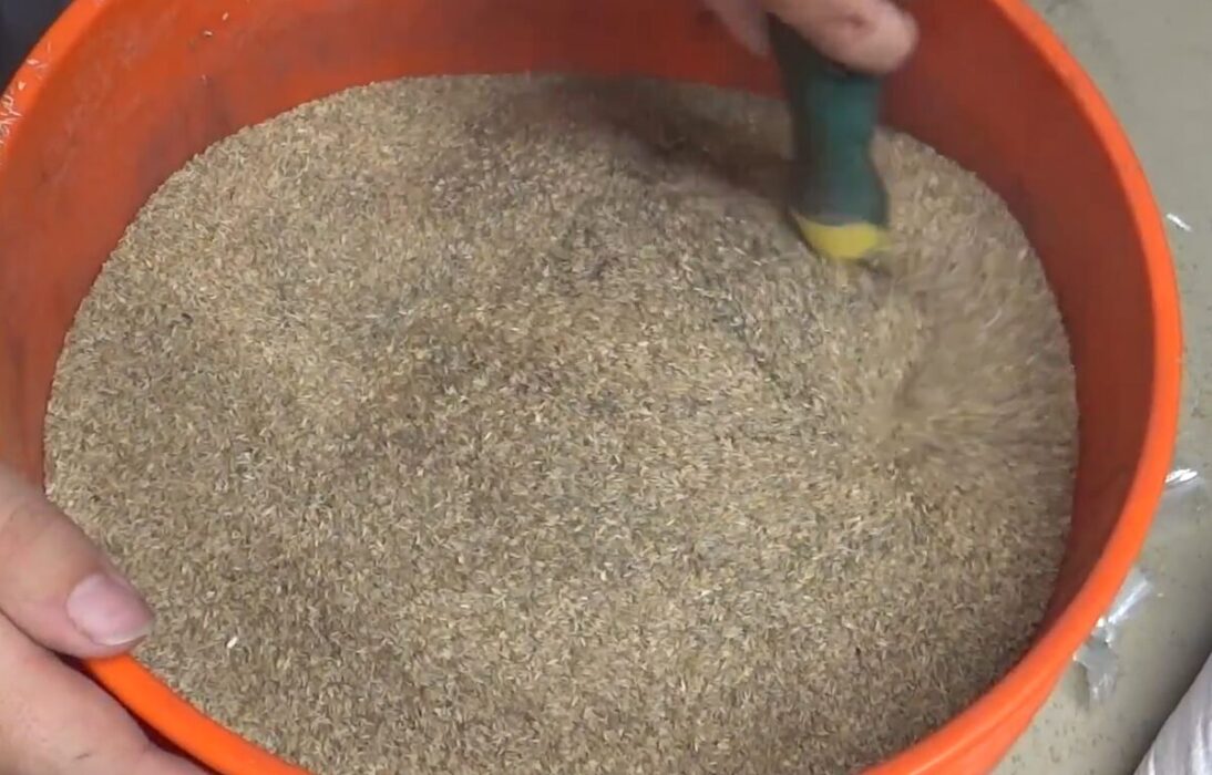 How to Pre-Germinate Grass Seed: Very Easy Steps
